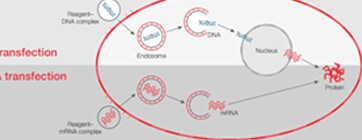 转染信息 | Thermo Fisher Scientific - CN