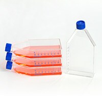 T175 Flasks | Thermo Fisher Scientific - CN