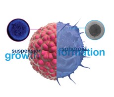 T75 培养瓶 | Thermo Fisher Scientific - CN