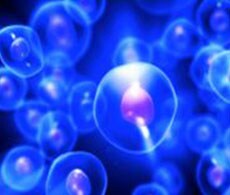 T75 培养瓶 | Thermo Fisher Scientific - CN