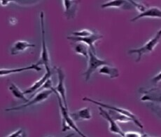 96孔细胞培养板 | Thermo Fisher Scientific - CN