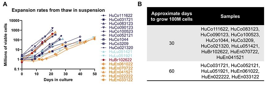 OncoPro Tumoroid Cell Lines | Thermo Fisher Scientific - CN