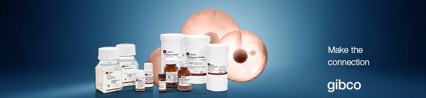 Antibiotics | Thermo Fisher Scientific - CN