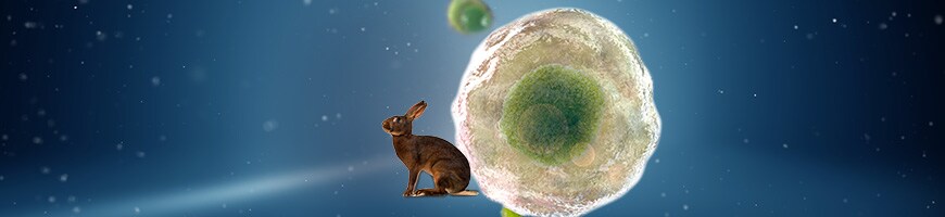 Rabbit Serum for Cell Culture | Thermo Fisher Scientific - CN