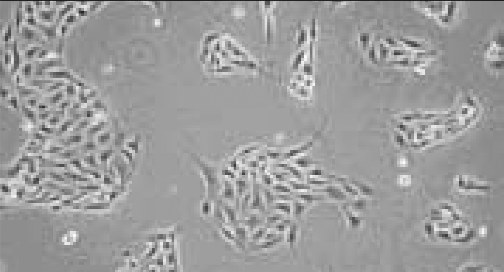 TrypLE 酶 | Thermo Fisher Scientific - CN