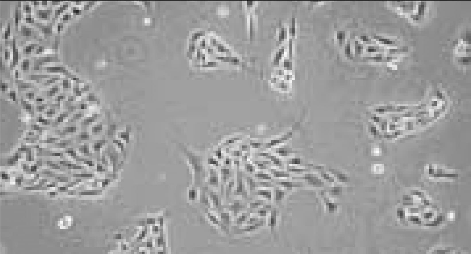 TrypLE Enzymes | Thermo Fisher Scientific - CN