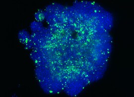 5 Steps to Creating 3D Cell Models | Thermo Fisher Scientific - CN
