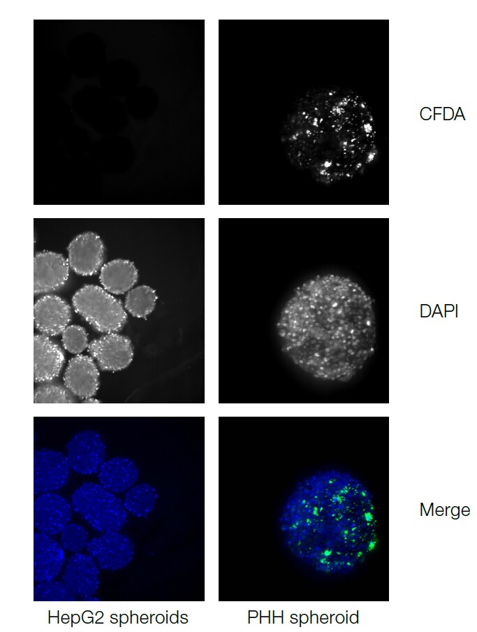 5 Steps to Creating 3D Cell Models | Thermo Fisher Scientific - CN