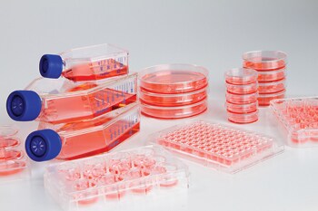 创建3D细胞模型的5个步骤方法指南-赛默飞 | Thermo Fisher Scientific - CN