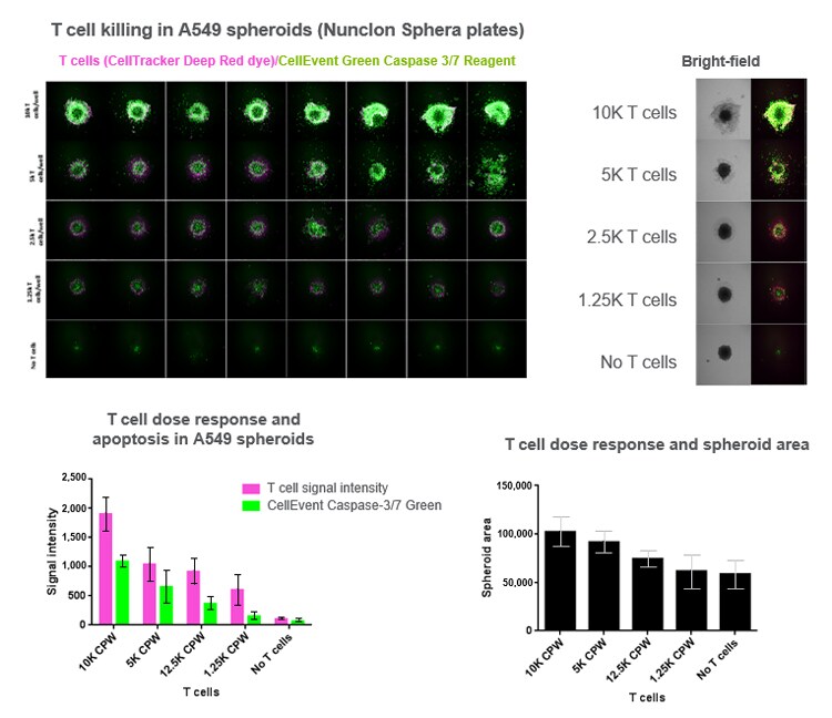 5 Steps to Creating 3D Cell Models | Thermo Fisher Scientific - CN