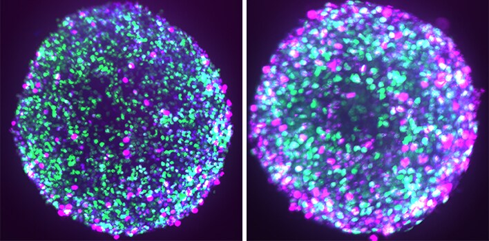 5 Steps to Creating 3D Cell Models | Thermo Fisher Scientific - CN