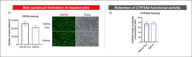 Geltrex Matrix Products | Thermo Fisher Scientific - CN