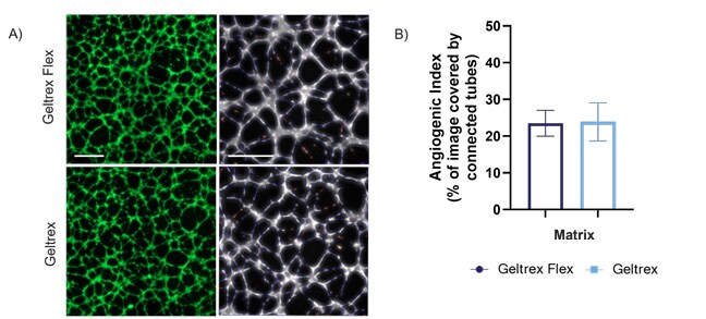 Geltrex Matrix Products | Thermo Fisher Scientific - CN