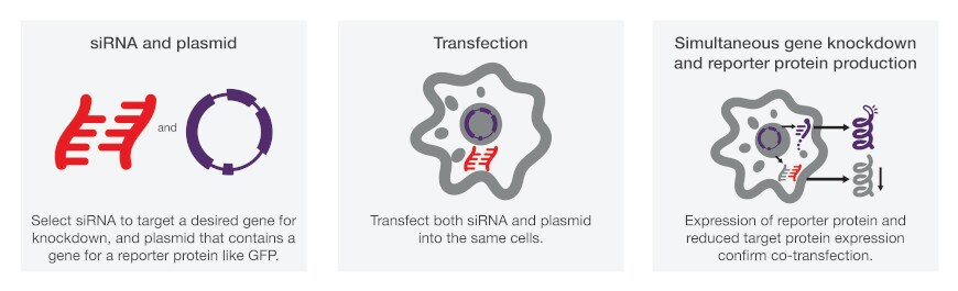 Transfection Applications | Thermo Fisher Scientific - CN