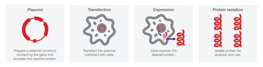 Transfection Applications | Thermo Fisher Scientific - CN