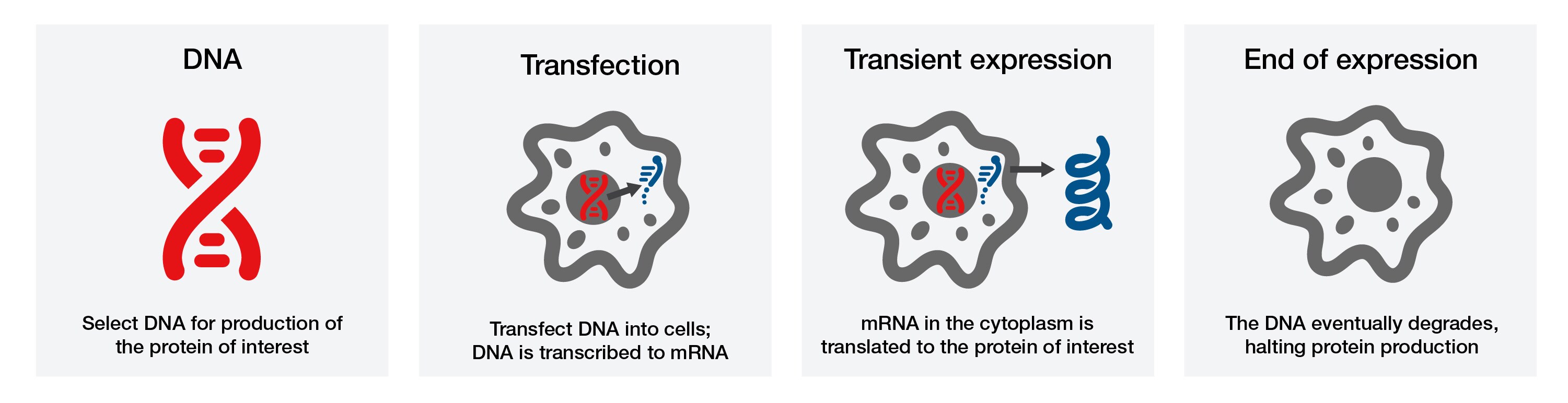 Transfection Applications | Thermo Fisher Scientific - CN