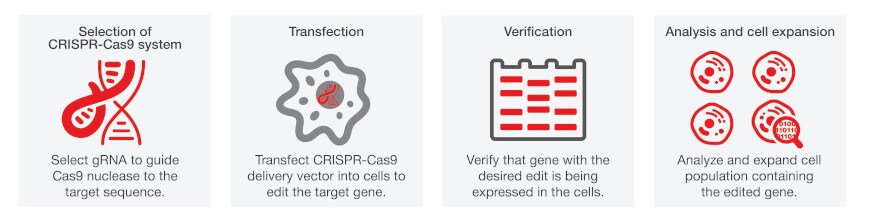 Transfection Applications | Thermo Fisher Scientific - CN