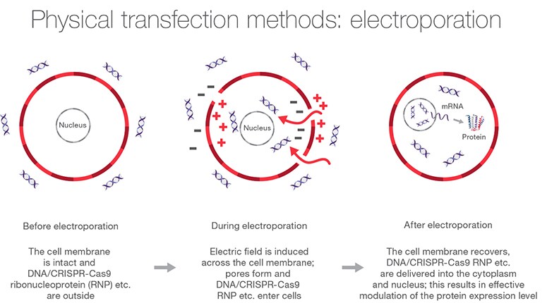 Overview of Transfection Methods | Thermo Fisher Scientific - CN
