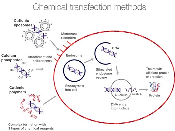Overview of Transfection Methods | Thermo Fisher Scientific - CN