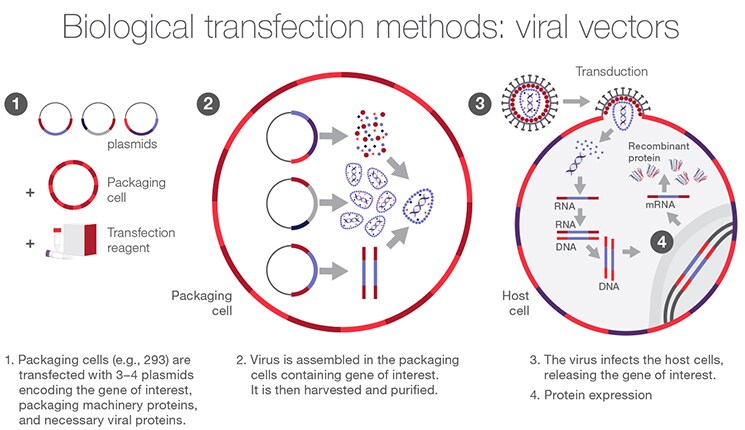 Overview of Transfection Methods | Thermo Fisher Scientific - CN