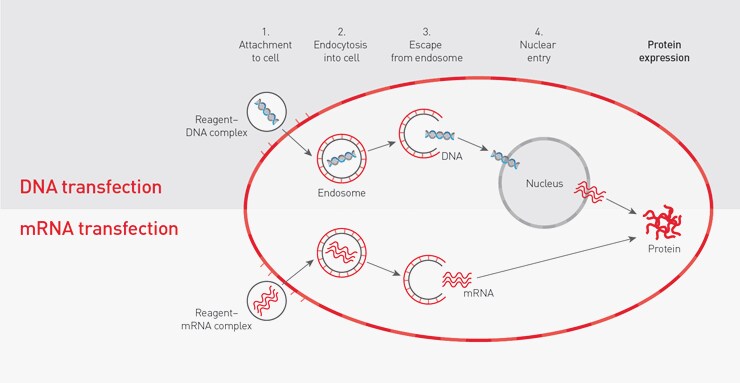 Lipofectamine MessengerMAX | Thermo Fisher Scientific - CN