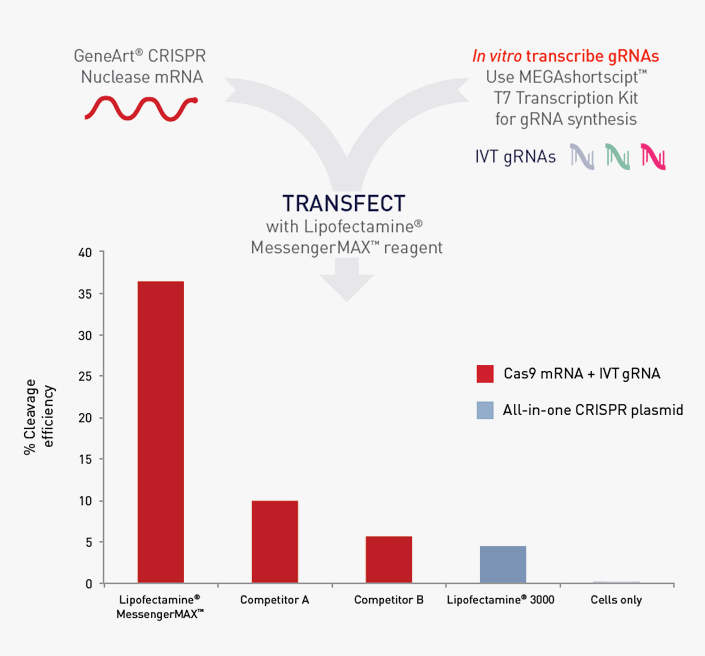 原代细胞转染-Lipofectamine MessengerMAX-赛默飞| Thermo Fisher Scientific - CN ...