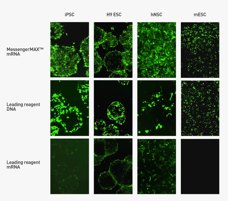 Lipofectamine MessengerMAX | Thermo Fisher Scientific - CN