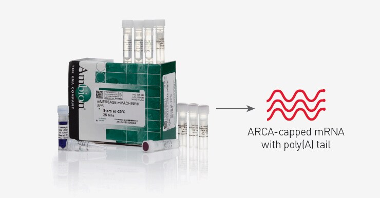 Lipofectamine MessengerMAX | Thermo Fisher Scientific - CN
