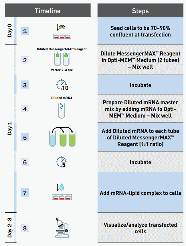 Lipofectamine MessengerMAX | Thermo Fisher Scientific - CN