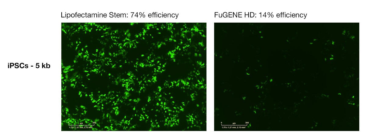 Lipofectamine干细胞转染试剂-赛默飞| Thermo Fisher Scientific - CN | Thermo Fisher ...