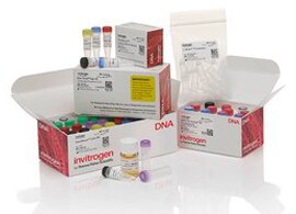 cDNA Libraries & cDNA Library Construction | Thermo Fisher Scientific - CN