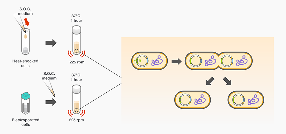 Bacterial Transformation Workflow | Thermo Fisher Scientific - CN