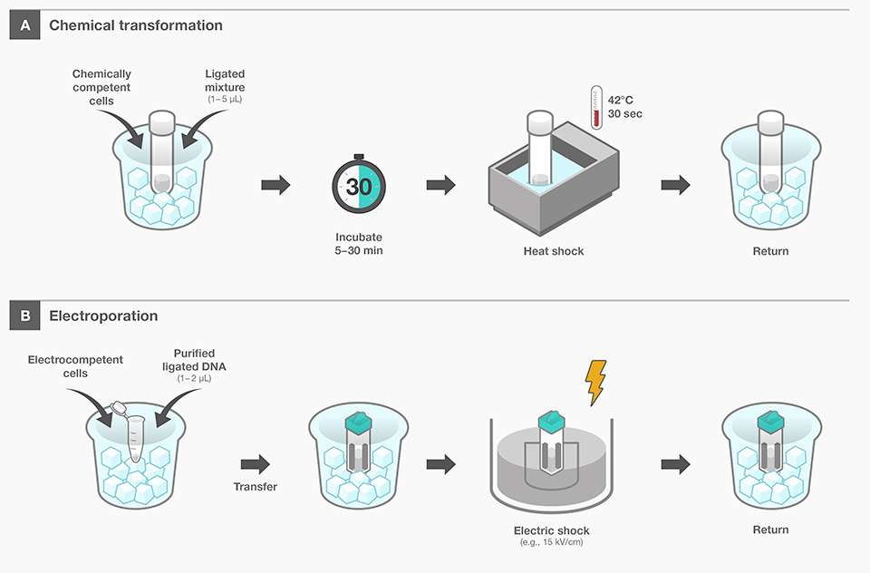 Bacterial Transformation Workflow | Thermo Fisher Scientific - CN