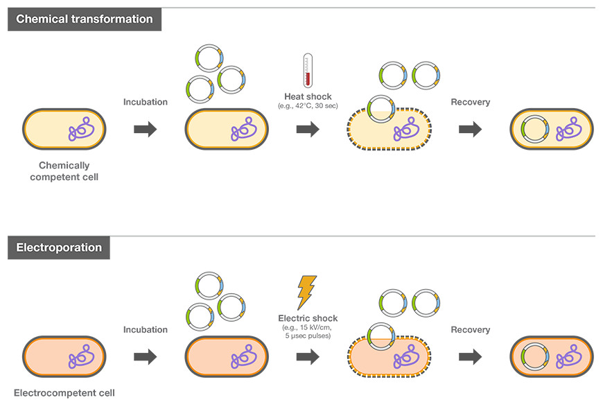 Introduction to Competent Cell Transformation | Thermo Fisher ...