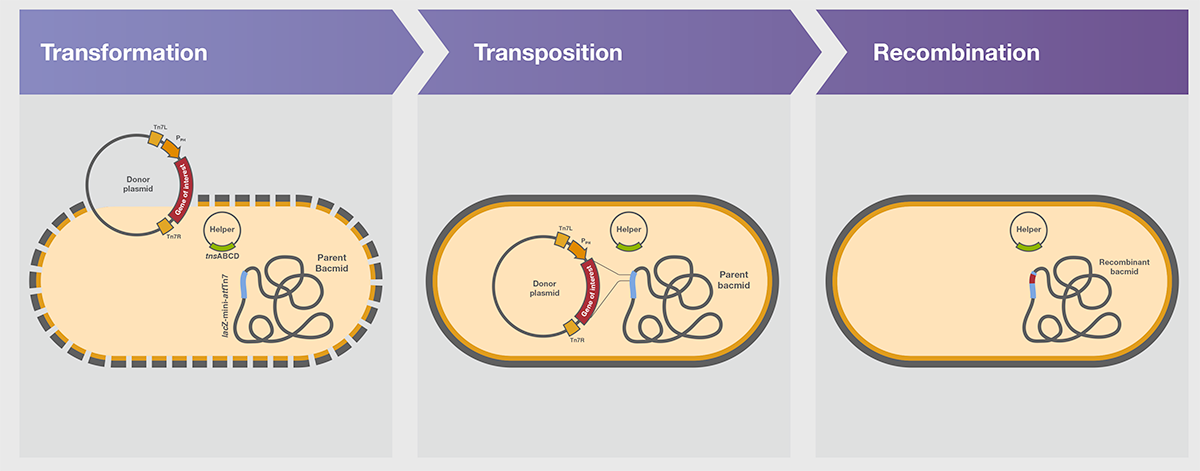 Choosing a Bacterial Strain for your Cloning Application | Thermo ...