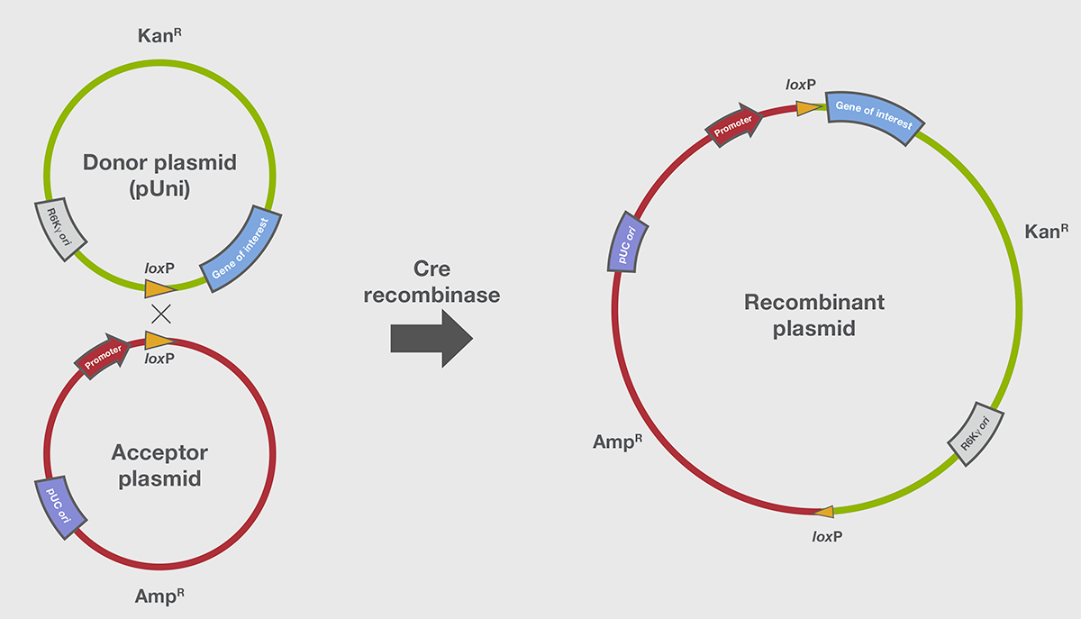 Competent Cell Essentials–10 Molecular Cloning Strategies | Thermo ...