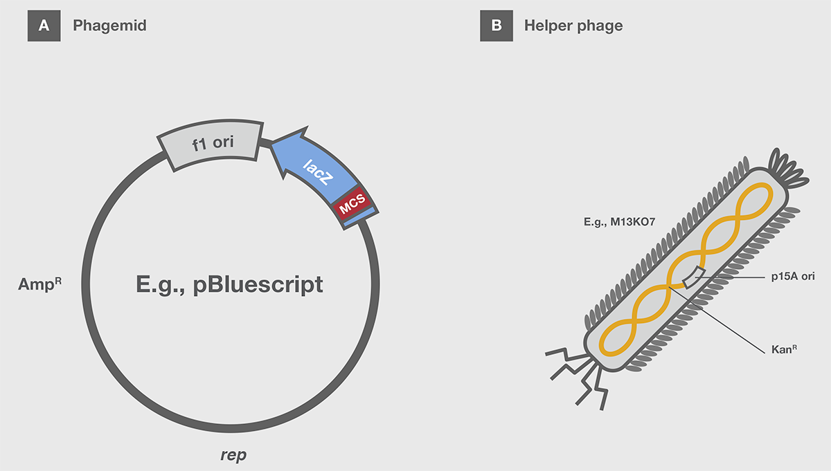 Competent Cell Essentials–10 Molecular Cloning Strategies | Thermo ...