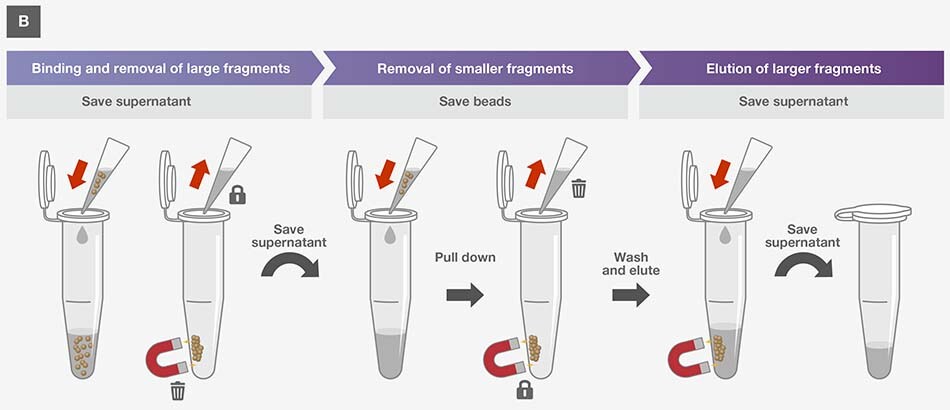Preparation of DNA Sequencing Libraries for Illumina Systems—6 Key ...