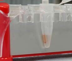 Preparation of DNA Sequencing Libraries for Illumina Systems—6 Key ...