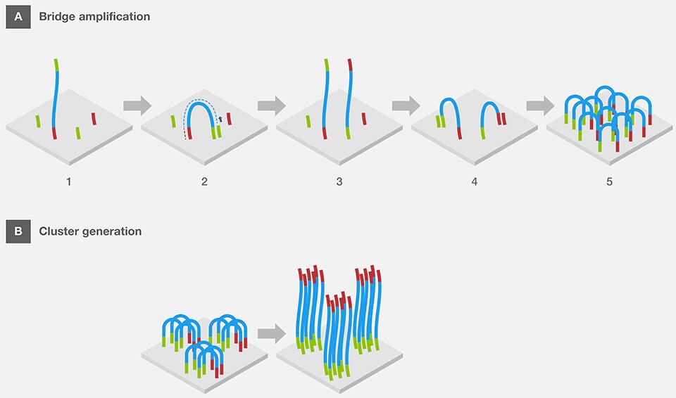 Next-Generation Sequencing Illumina Workflow–4 Key Steps | Thermo ...