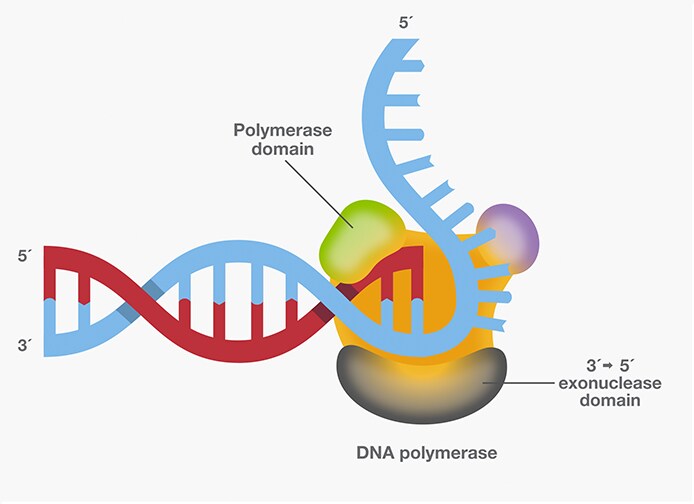 DNA聚合酶—关于PCR的四大关键属性 | Thermo Fisher Scientific - CN
