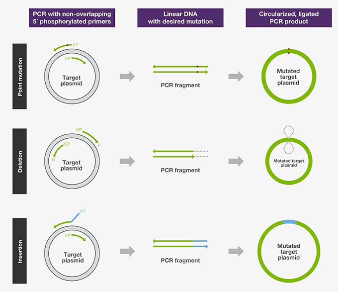 pcr原理及应用-pcr用途-赛默飞 | Thermo Fisher Scientific - CN