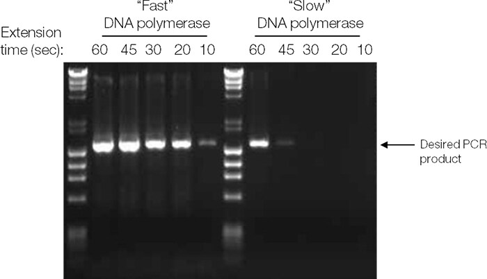 PCR循环参数—成功的六大关键因素 | Thermo Fisher Scientific - CN
