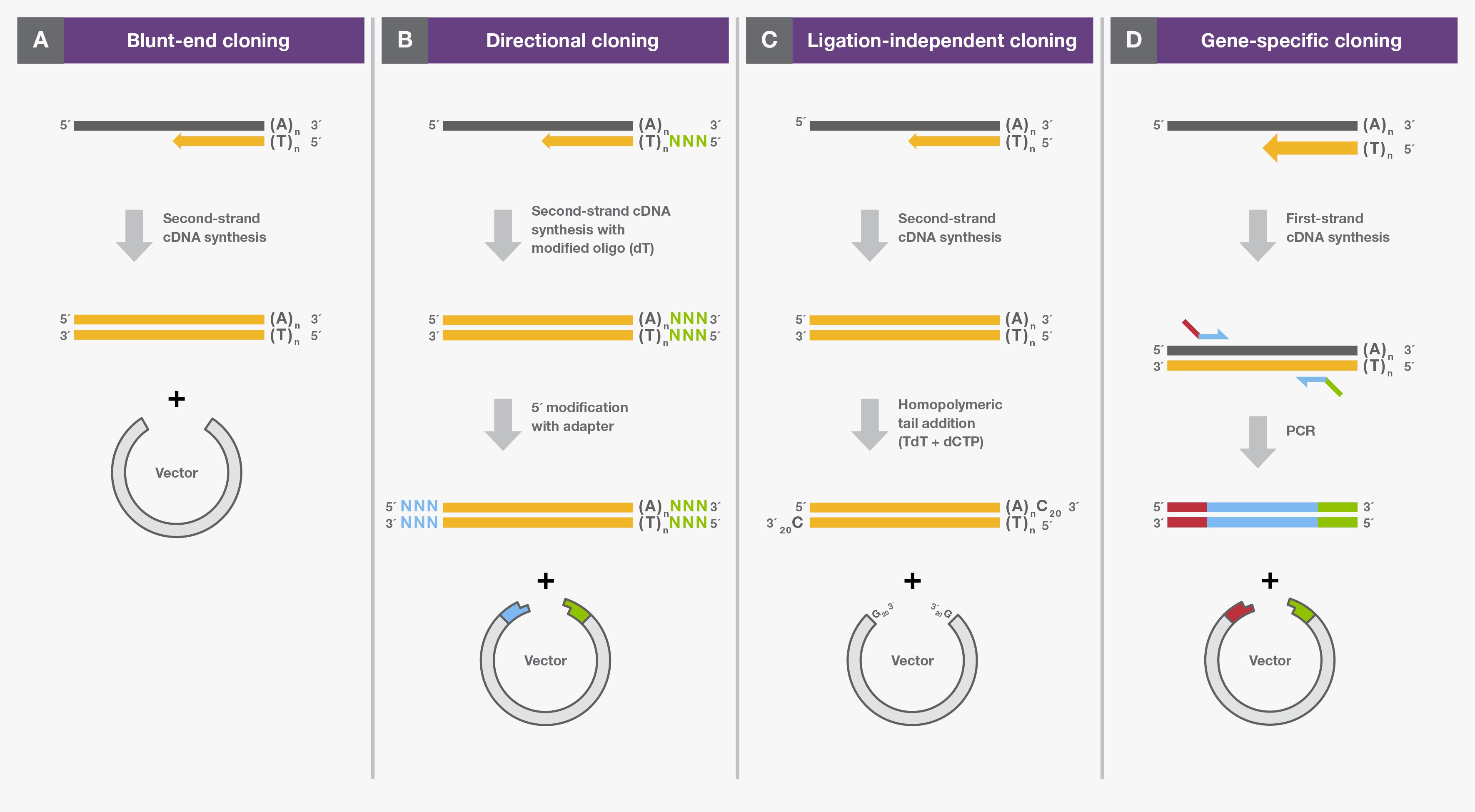 反转录实验应用 | Thermo Fisher Scientific - CN