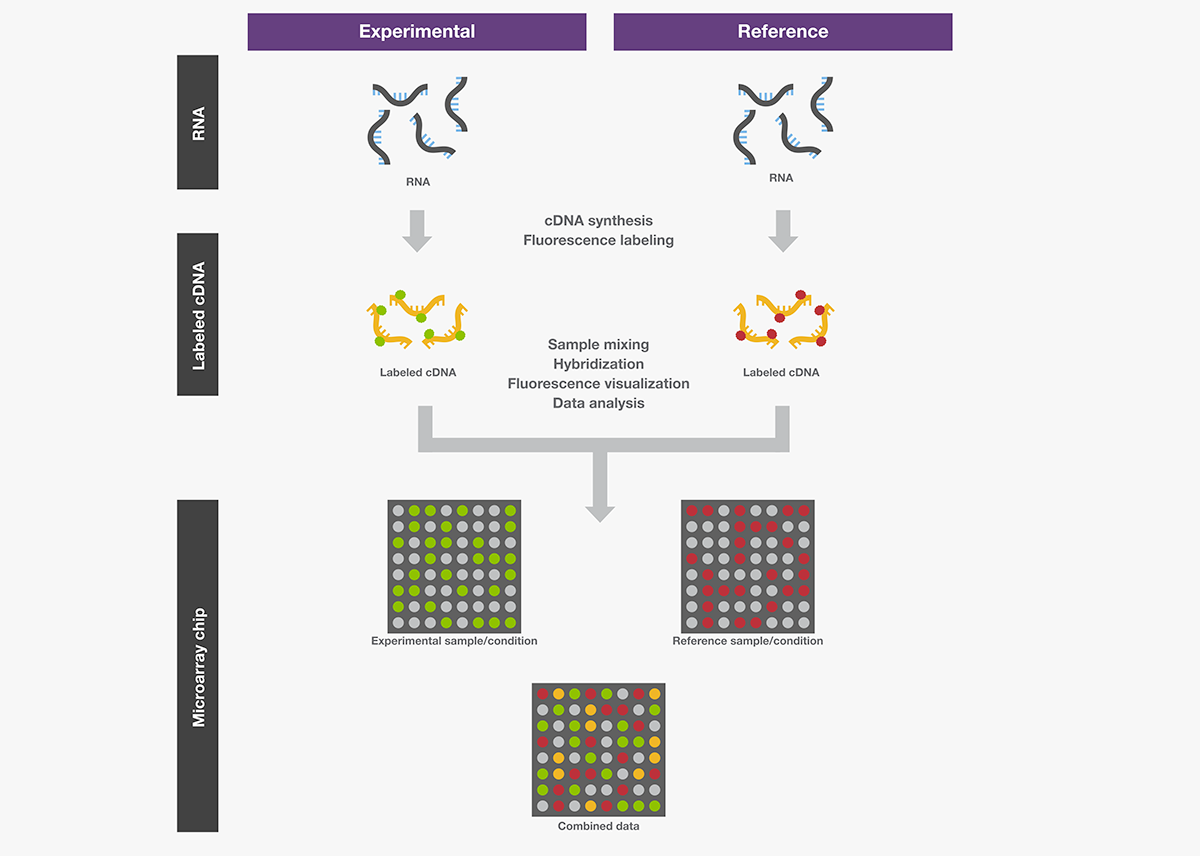 反转录实验应用 | Thermo Fisher Scientific - CN