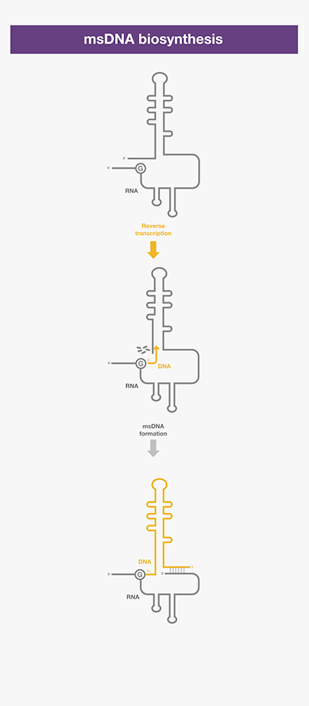 逆转录基础 | Thermo Fisher Scientific - CN