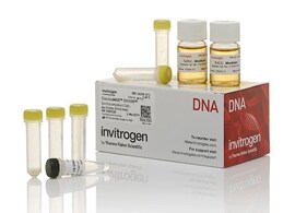 DH10B Competent Cells | Thermo Fisher Scientific - CN