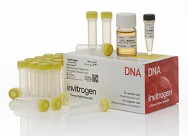 DH5α Competent Cells | Thermo Fisher Scientific - CN