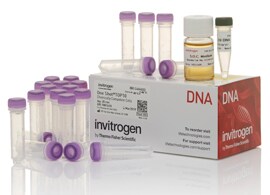 TOP10 Competent Cells | Thermo Fisher Scientific - CN