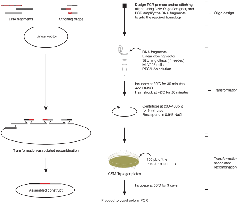 GeneArt 高阶遗传组装系统 | Thermo Fisher Scientific - CN